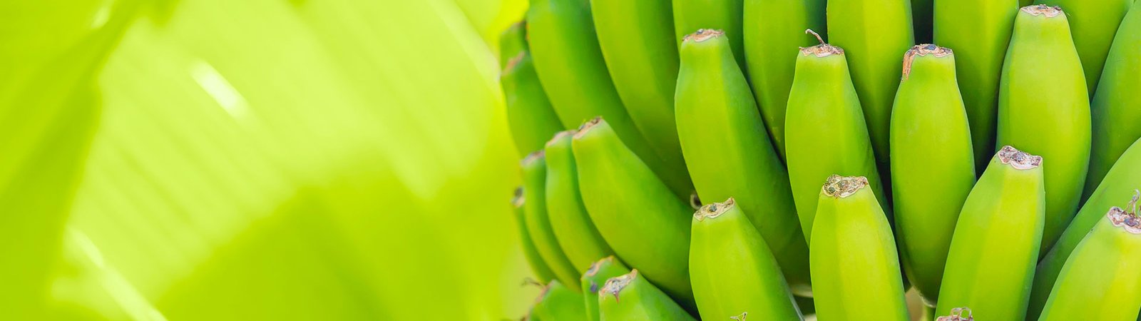 Banano – Inducampo